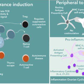 Sex Hormones Influence Central And Peripheral Tolerance Induction A Download Scientific