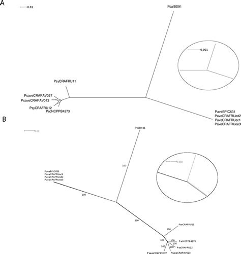 Split Consensus Network Obtained From 2812 Trees For The Nine