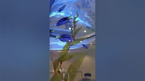 수족관 속 물고기 Youtube