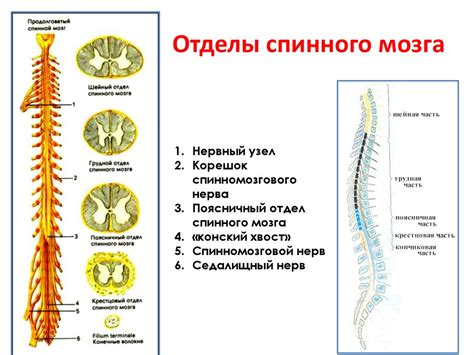 Центральная нервная система Спинной мозг презентация онлайн