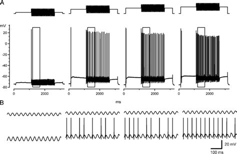 Spike Discharges Induced By Current Injection A Responses To Current Download Scientific
