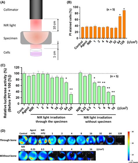 In Vitro Near‐infrared Photoimmunotherapy Nir‐pit Through Bone Download Scientific Diagram