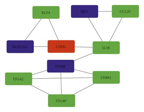 protein protein interaction network of target genes in the cerna