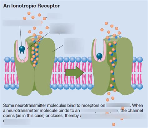 Diagram Of Brain And Behaviour Mod 5 4 12 Ionotropic Receptor Quizlet