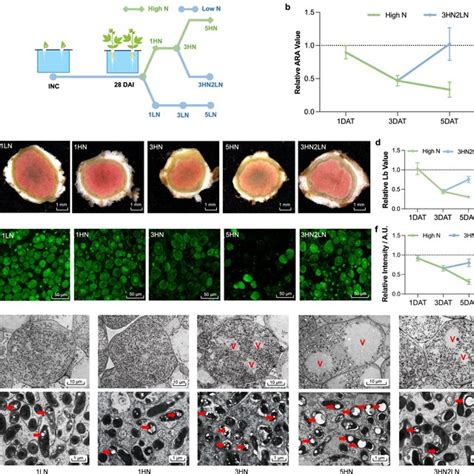 Physiological Responses Of Mature Soybean Nodules To Different N Download Scientific Diagram