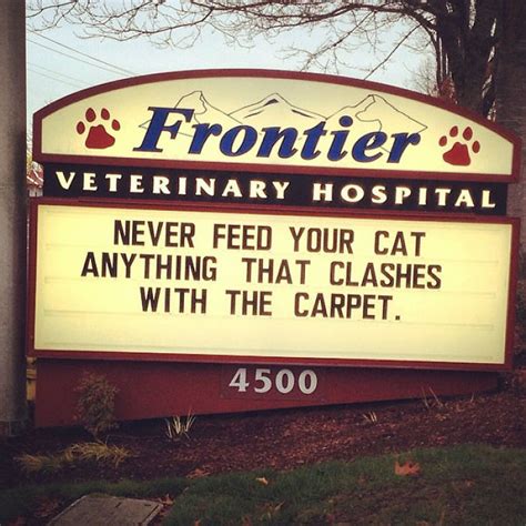 30 Of The Funniest Cat Jokes Vet Clinics Put Up On Their Signs Bored