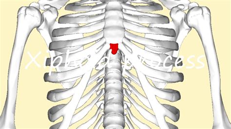What Is The Xiphoid Process