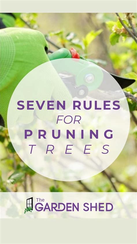 Top Seven Rules For Pruning Trees