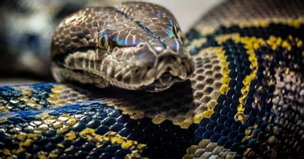 Snake Maxim