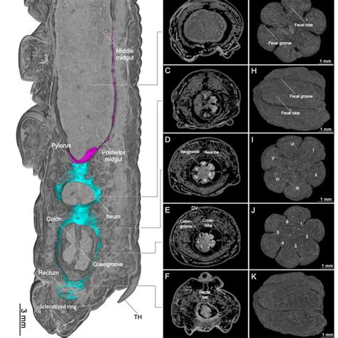 Endoperitrophic And Ectoperitrophic Spaces Of A Late L5d6 Manduca Sexta