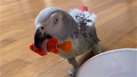 물고기 잡은 앵무새 🐠 Youtube