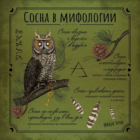 Магия трав СОСНА Страницы старых книг Мифология Зеленая ведьма