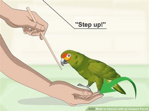 Ways To Interact With An Amazon Parrot WikiHow Pet