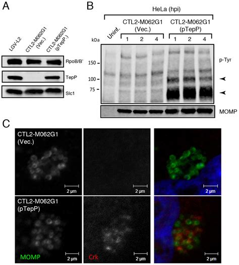 genetic complementation of a chlamydia tepp mutant restores the normal