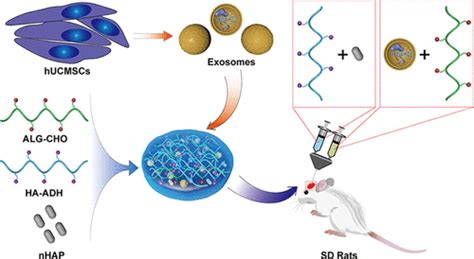 人脐带间充质干细胞衍生的外来体与羟基磷灰石包埋的透明质酸 藻酸盐水凝胶的骨再生。 Acs Biomaterials Science And Engineering X Mol