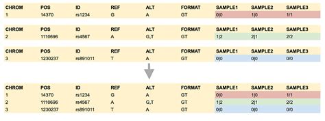🧬🧑🏽‍💻 Bcftools Concat Vs Merge Understanding The Difference
