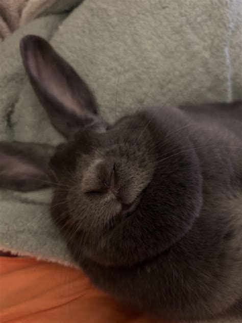 Dewlap On Top Of Dewlap R Dewlap