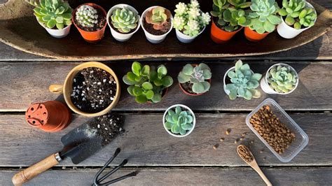 How To Care For A Stonecrop Succulent