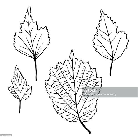 손으로 그린 식물은 가지와 고사리를 나뭇잎 길들여진 홈 플로럴 디자인 요소 웨딩 초대장 및 여름 세일 배너를 위한 스케치 그리기 벡터 가득 찬에 대한 스톡 벡터 아트 및