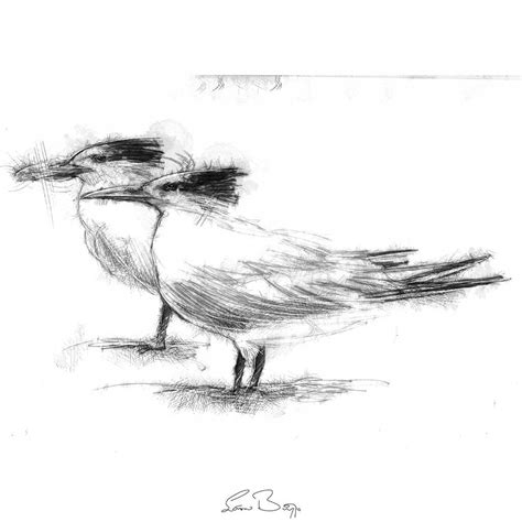 Original Terns Sketch Seanbriggs Fine Art Drawing Black And White