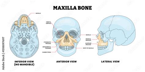 Maxilla Bone Human Skull Bone Structure Anatomy Diagram With Anterior