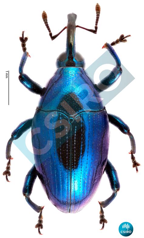 Conoderinae Archives Australian Weevils Online