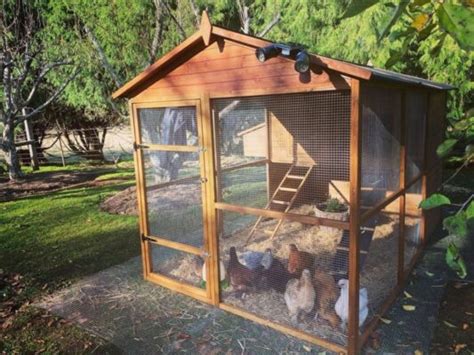 Chickens Won T Go In Coop Learn How To Train Them To Return