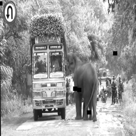 Elephant Detection Object Detection Dataset V4 Resized640aug5x Fast