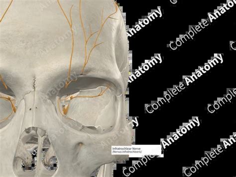Infratrochlear Nerve Complete Anatomy