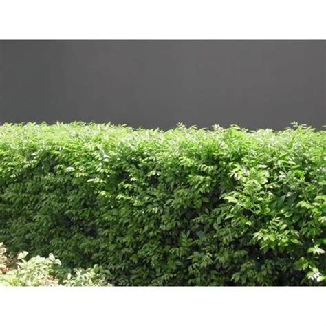 Green Moringa Oleifera Murraya Paniculata Plants For Plantation At