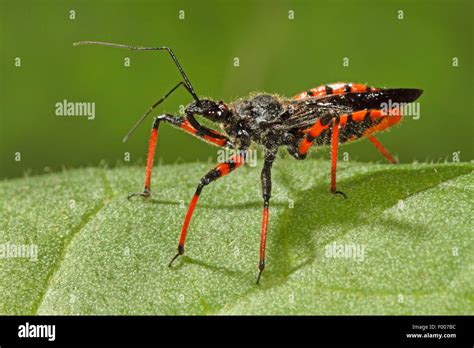 Assassin Bug Habitat Hortson Hunting Wasp Mimic Assassin Bug Zelurus