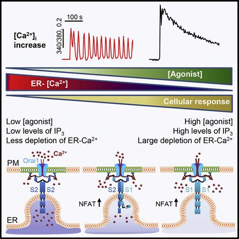 Stim2 Induces Activated Conformation Of Stim1 To Control Orai1 Function