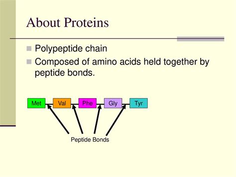 Adjacent Amino Acids In A Polypeptide Chain Are Held Together By At Brian Randell Blog