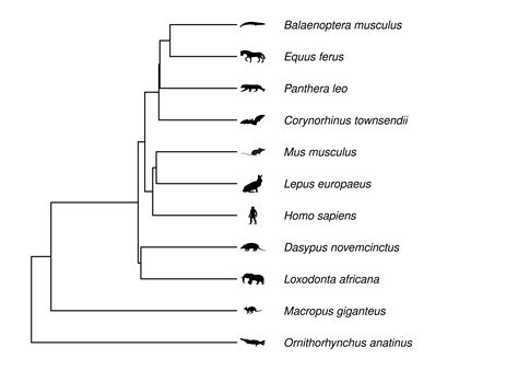 Simple Phylogenetic Tree Of All Animals