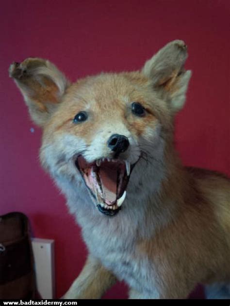 Bad Taxidermy Fox