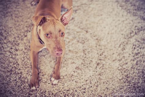 Pretty Miss Izzy Sydney Dog Photographer Ruthless Photos Sydney