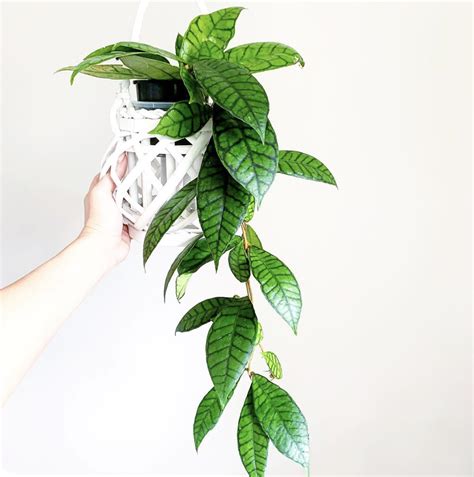 Hoya Callistophylla Care - Best Secrets Revealed