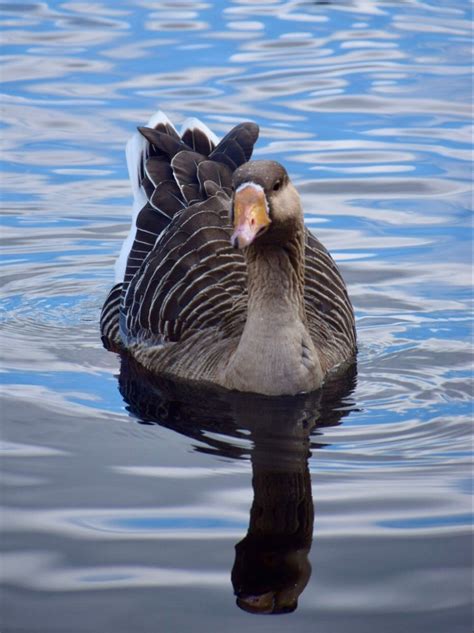 Greylag Goose Artofit