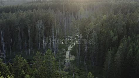 A Natural Old Growth Boreal Forest Drone Flight Stock Footage Video