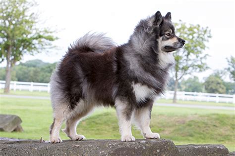 Finnish Lapphund Breeds A To Z The Kennel Club