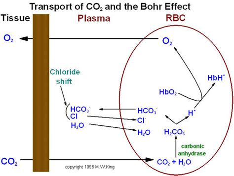 Bioquimica Textose Links Metabolismo Das Proteinas