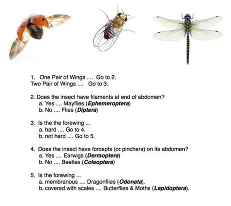 Principles Of Bio Lab Taxonomy And Diversity Flashcards Quizlet
