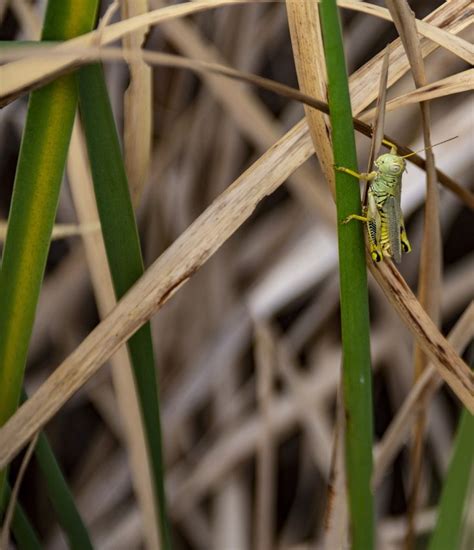 Grasshopper On Leafy Plant