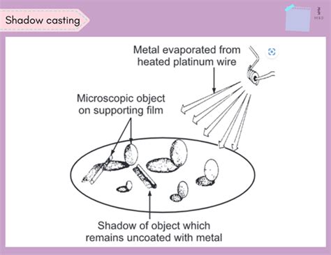Sample Preparation For Electron Microscopy My Biology Dictionary