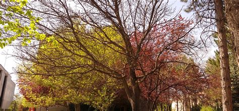 Tree Leaves Yellow Free Photo On Pixabay Pixabay