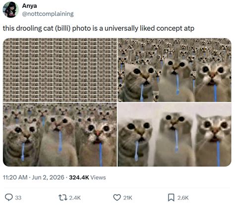 New Cat Meme Drooling Cat Hits The Internet Instantly Goes Viral