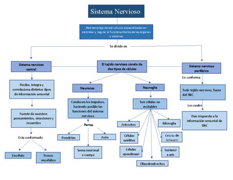Mapa Conceptual Del Sistema Nervioso Mapa Conceptual Del Sistema
