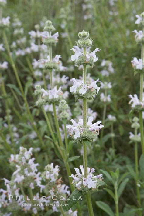 Black Sage Salvia Mellifera San Elijo Lagoon Encinitas California