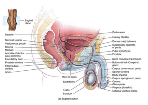 Aandp Chapter 28 Reproductive Systems Flashcards Quizlet