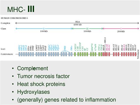 Ppt Mhc Diversity Arises From Powerpoint Presentation Free Download